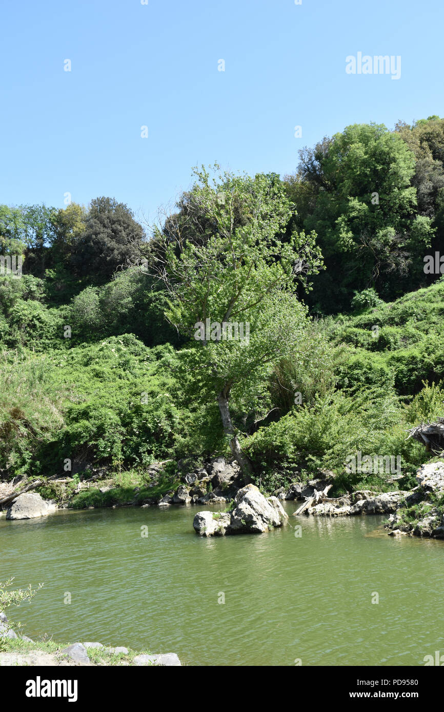 View of tree on river Stock Photo - Alamy