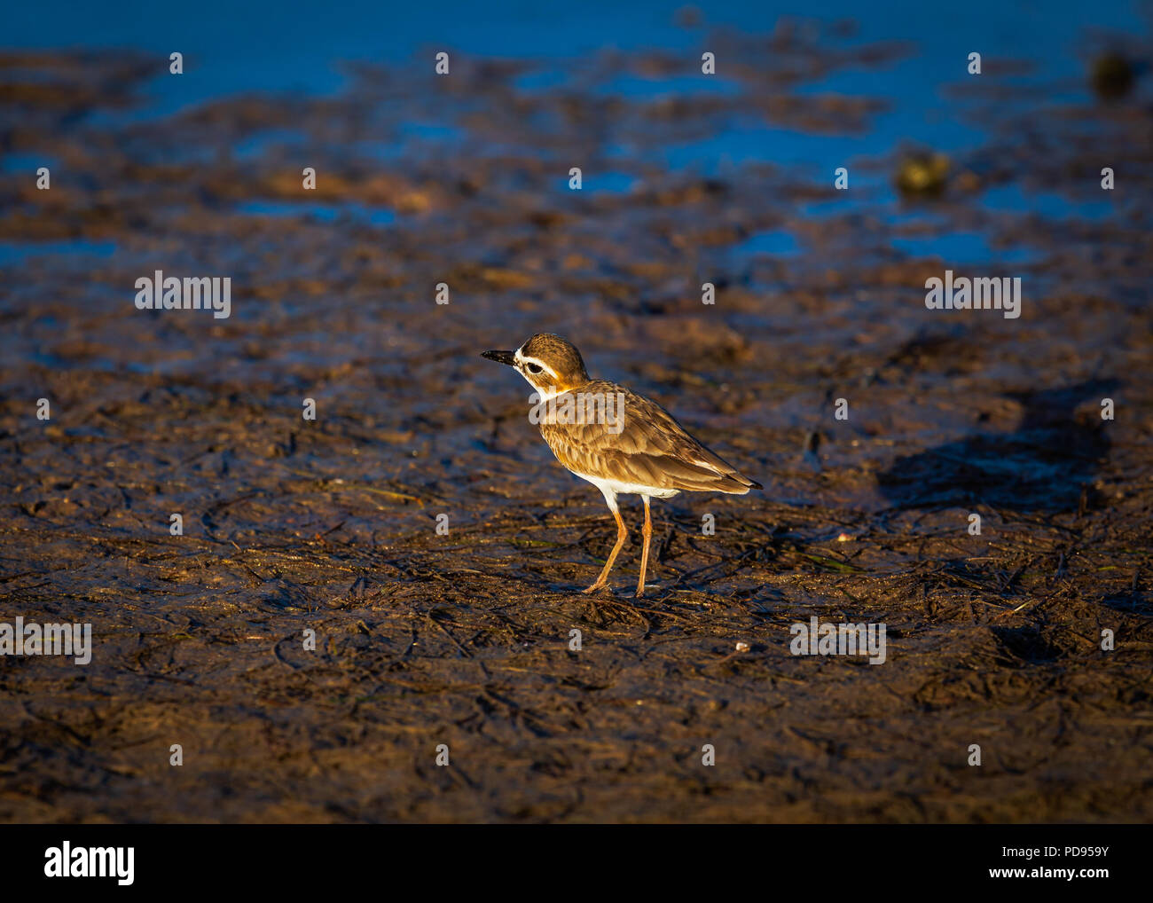 Wilsons Plover Tigertail beach Florida Stock Photo - Alamy