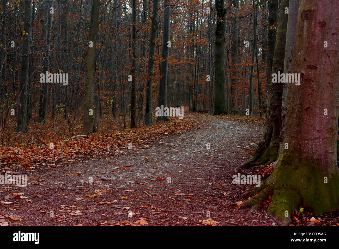 Evening in the woods a forest in the fall season with a winding path ...