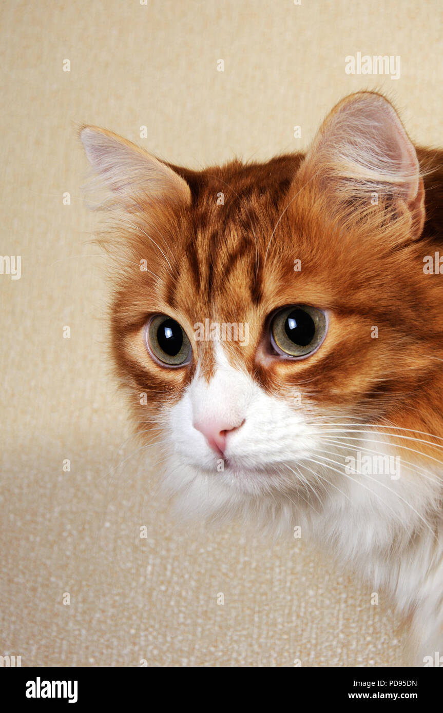Big headed cat hi-res stock photography and images - Alamy
