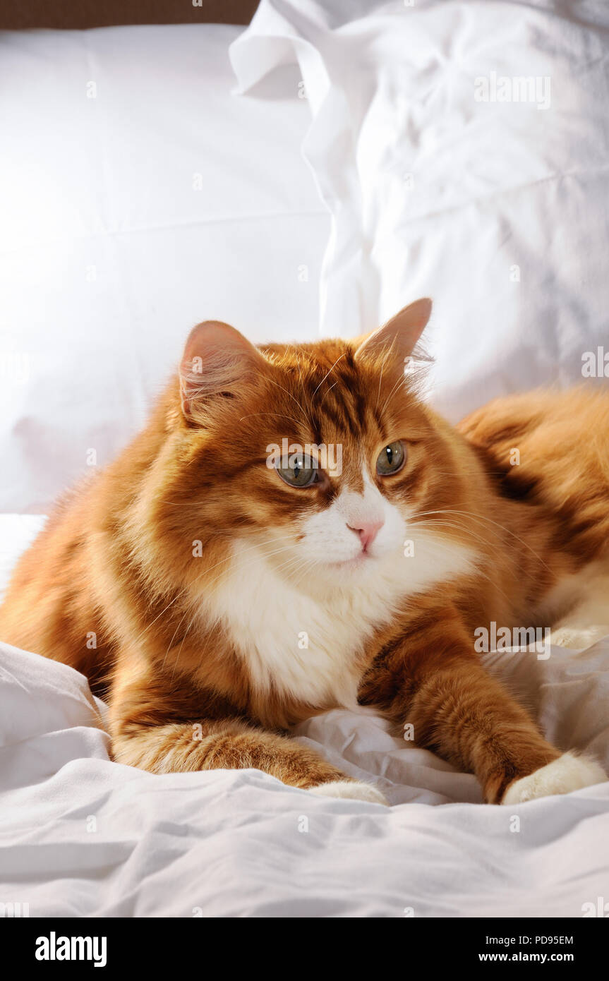 Big headed cat hi-res stock photography and images - Alamy