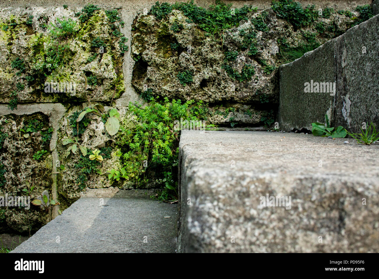 Overgrown stairs hi-res stock photography and images - Alamy