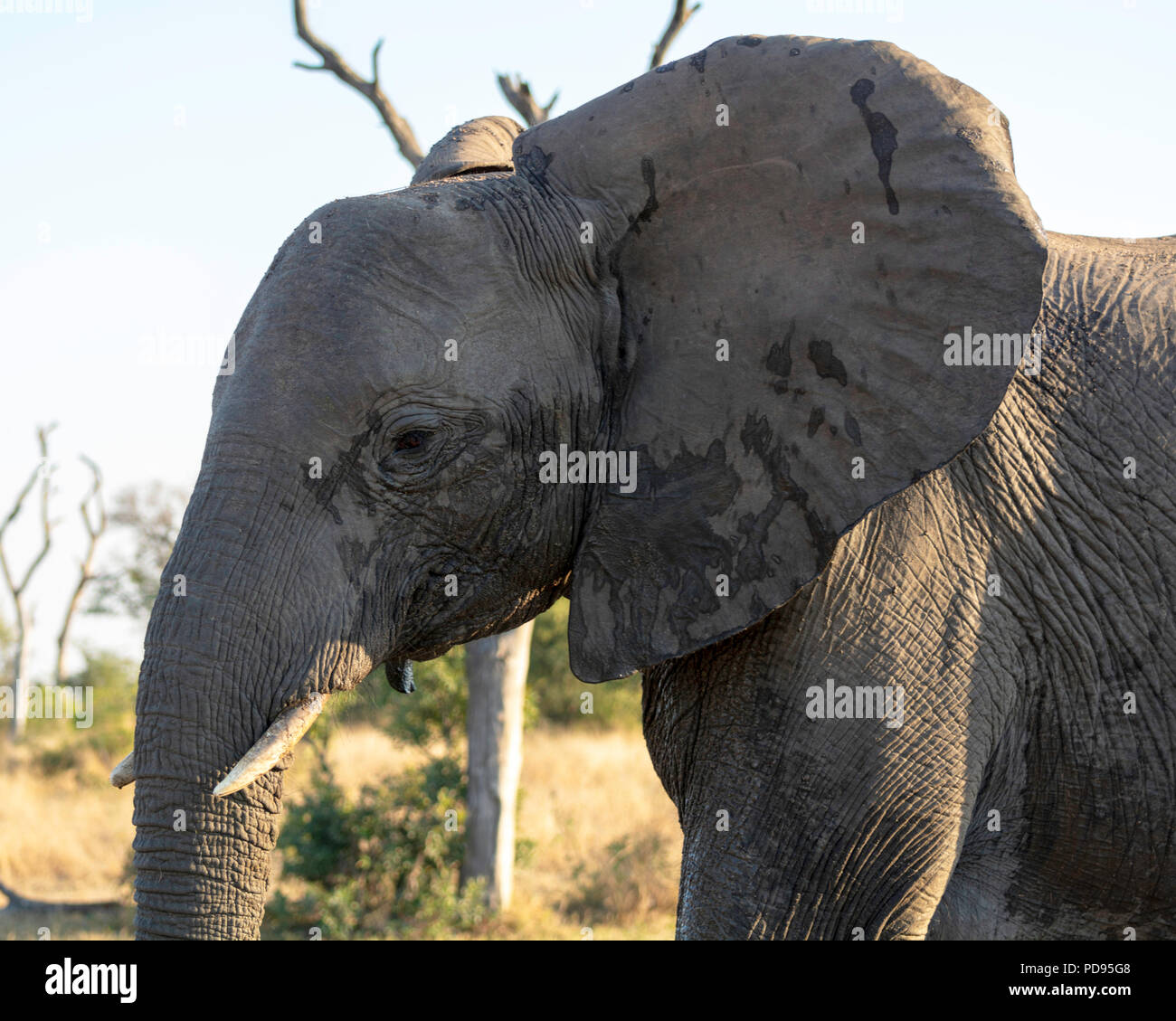 African elephant photo hi-res stock photography and images - Alamy