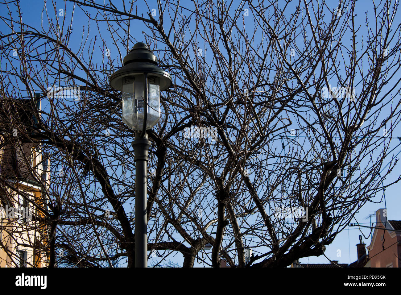 Streetlight in front of a tree and a blue sky Stock Photo - Alamy