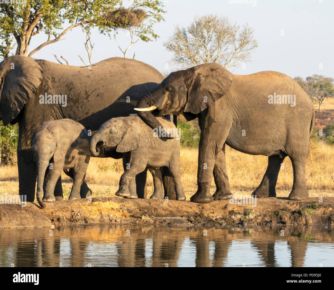 African elephant photo hi-res stock photography and images - Alamy