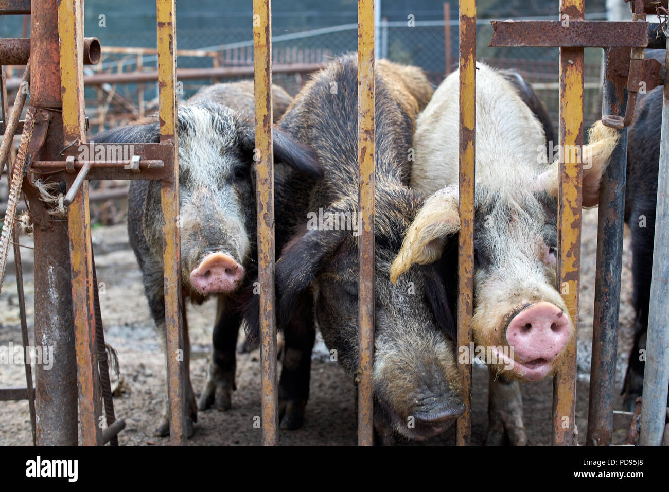 Three pigs in a cage looking sadly at the camera Stock Photo - Alamy
