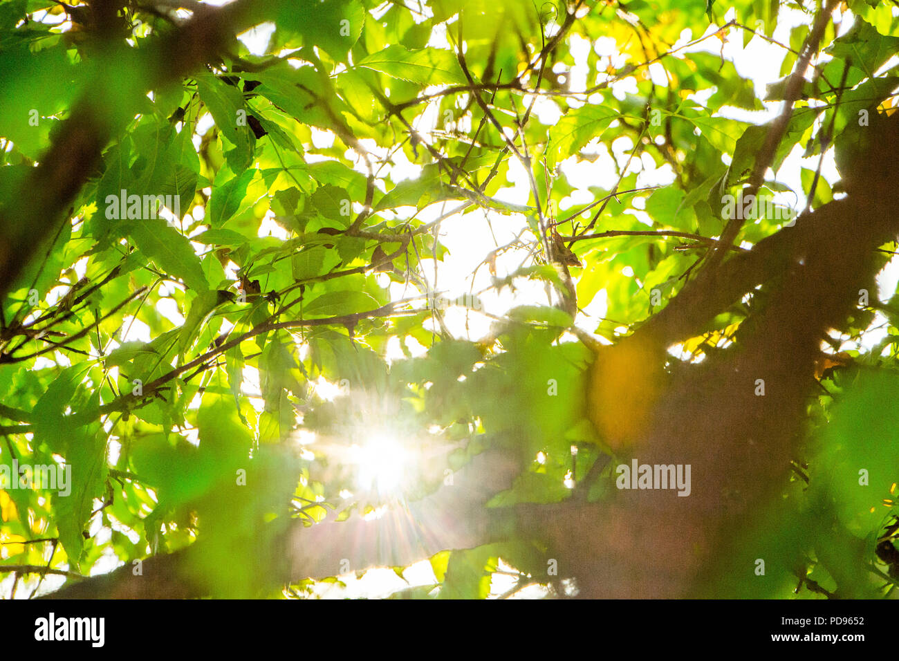 Backlighting in nature hi-res stock photography and images - Alamy