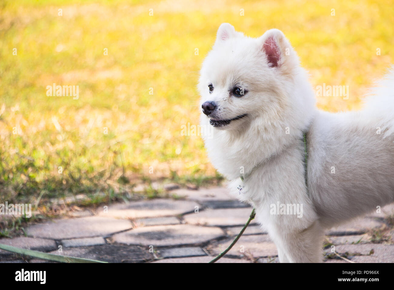Take the dog out for a walk Stock Photo - Alamy