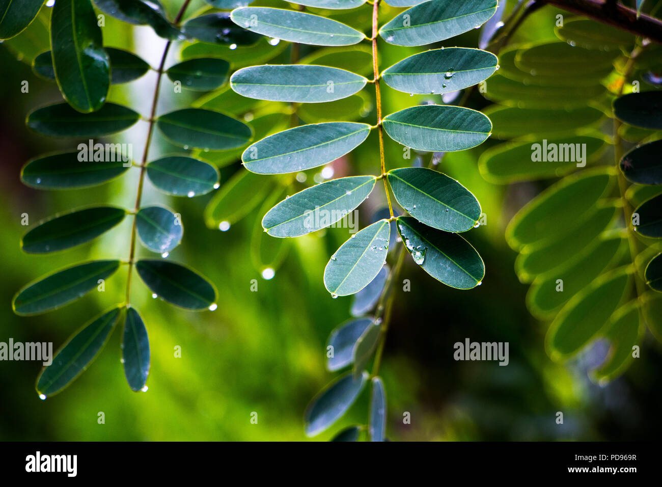 Nature after rain Stock Photo - Alamy