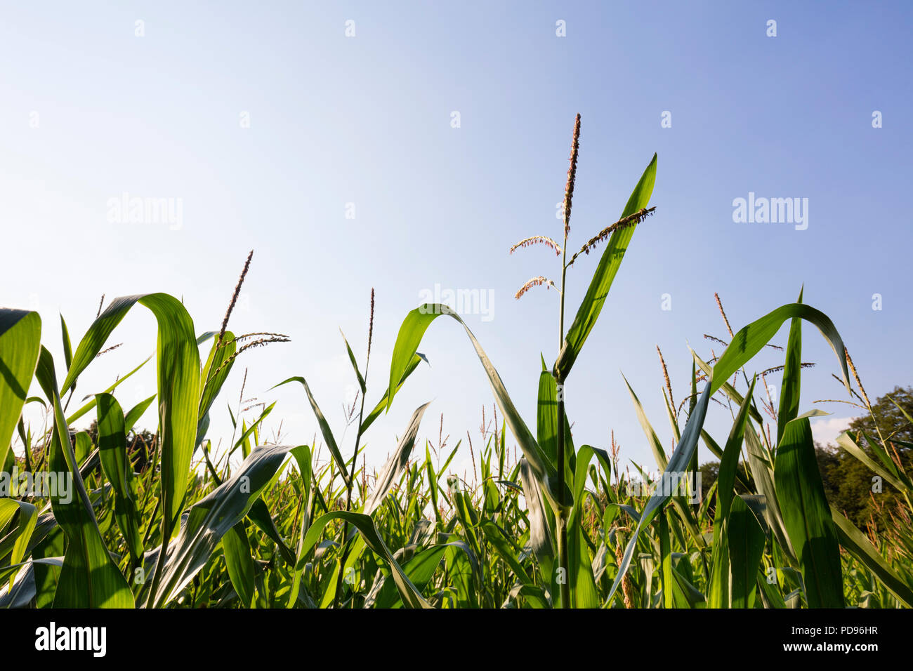 Dry maize field hi-res stock photography and images - Alamy