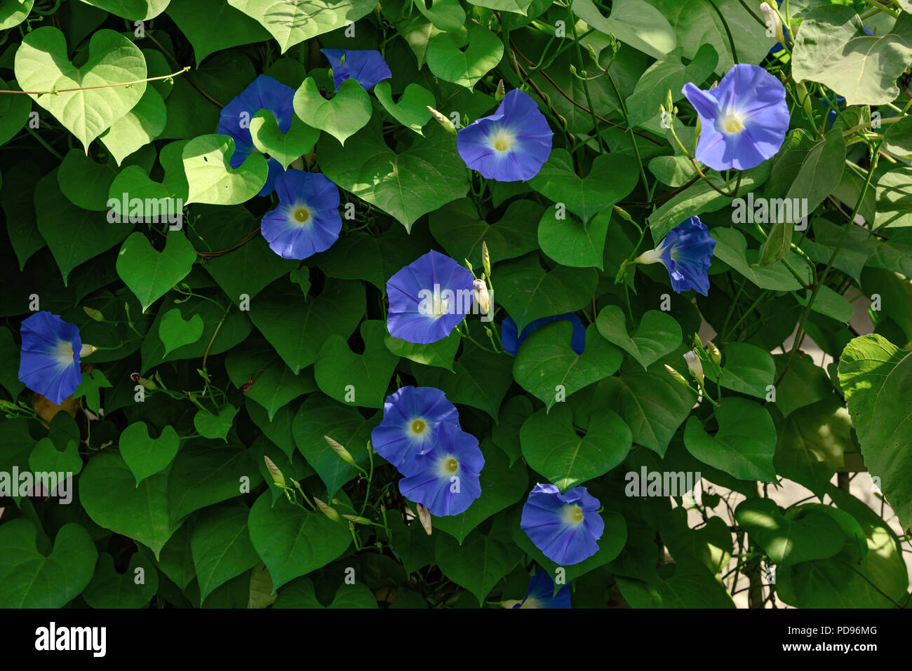 Convolvulus blue flowers convolvulus hi-res stock photography and ...