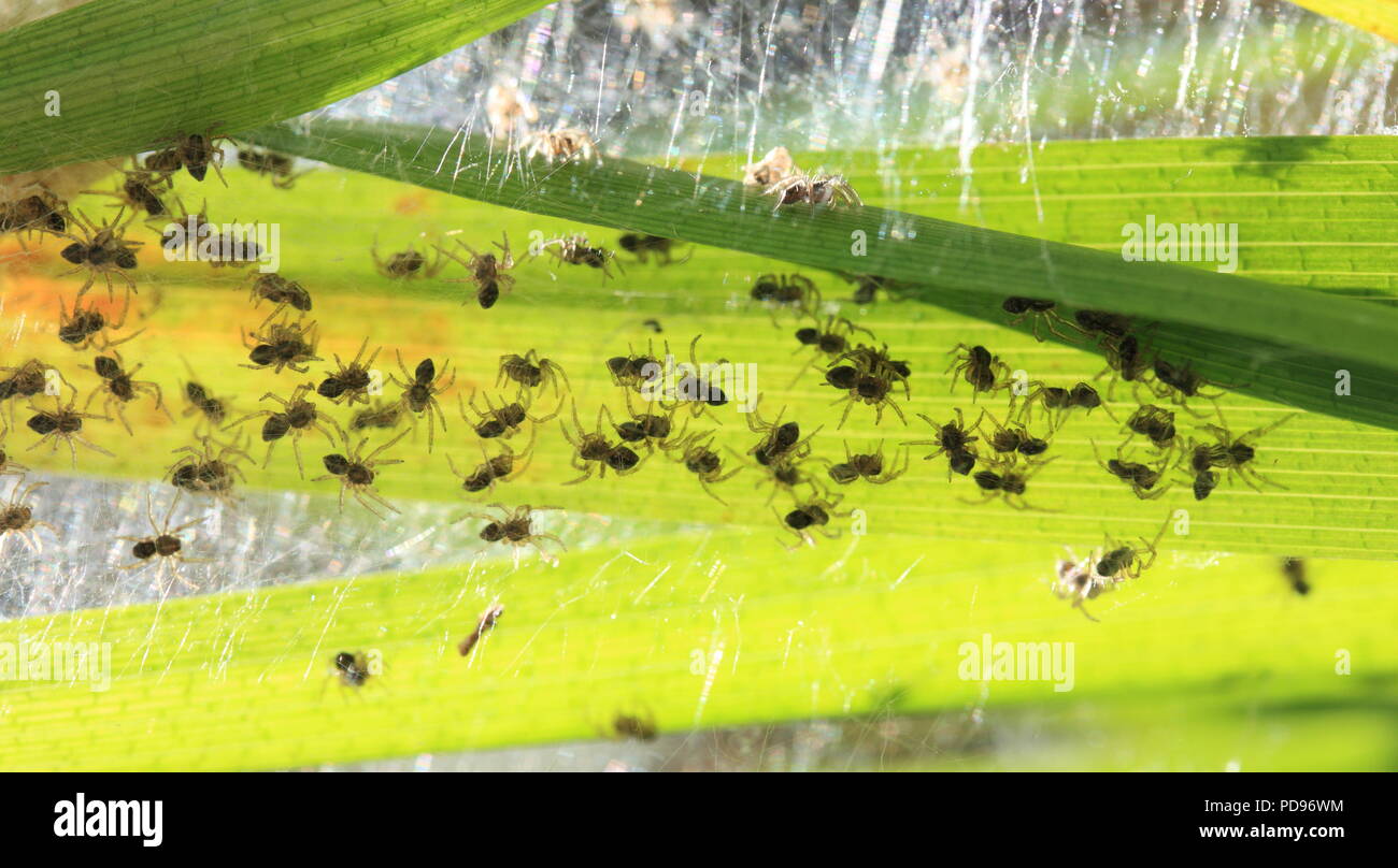 Spiders nest hi-res stock photography and images - Alamy