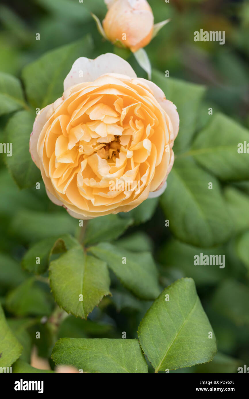 Apricot roses hi-res stock photography and images - Alamy