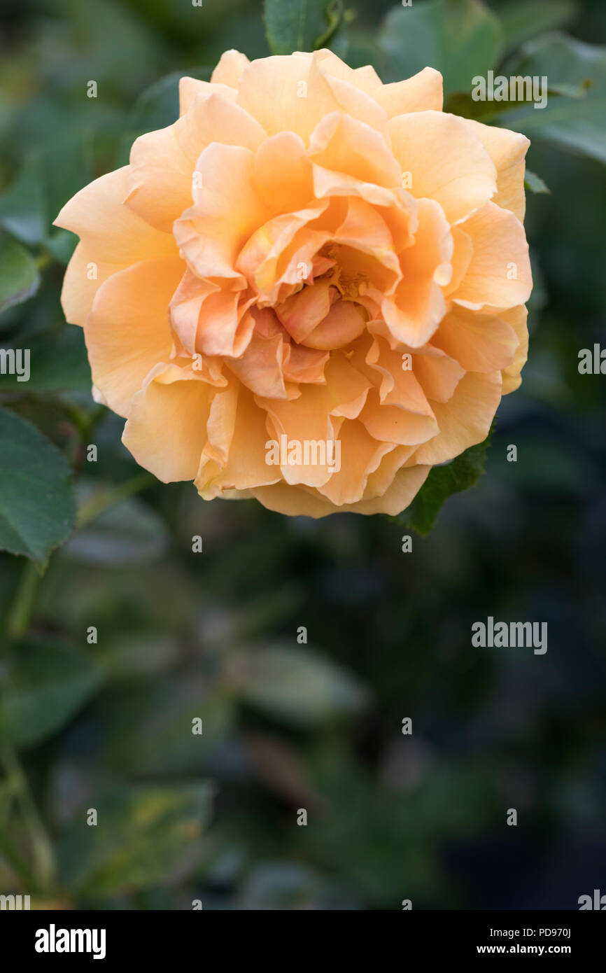 Close up of a single beautiful orange rose called Rosa 'Raymond Carver ...