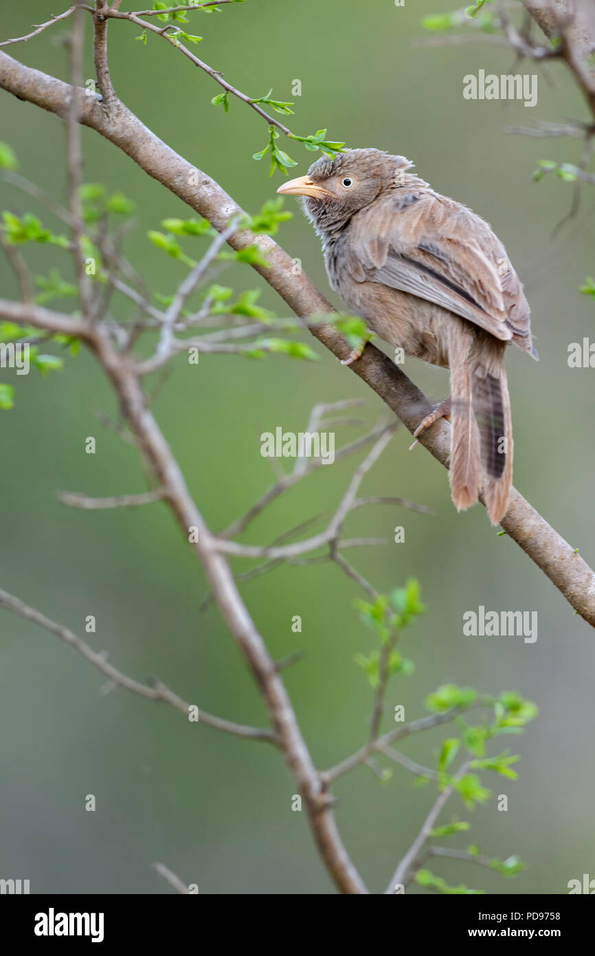 Yellow-billed Babbler - Turdoides affinis, common babbler from Sri ...