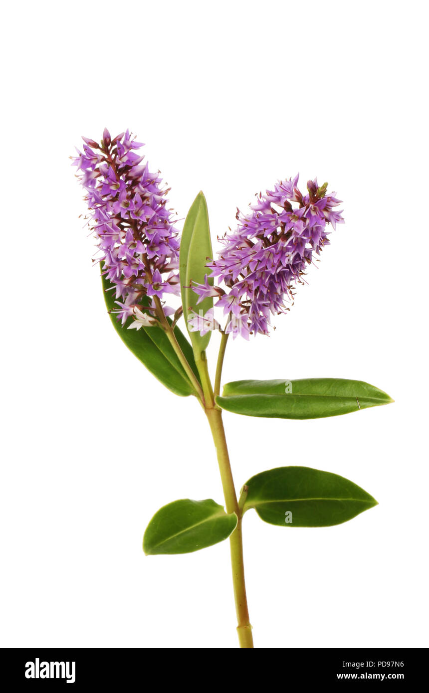 Hebe flowers and foliage isolated against white Stock Photo - Alamy