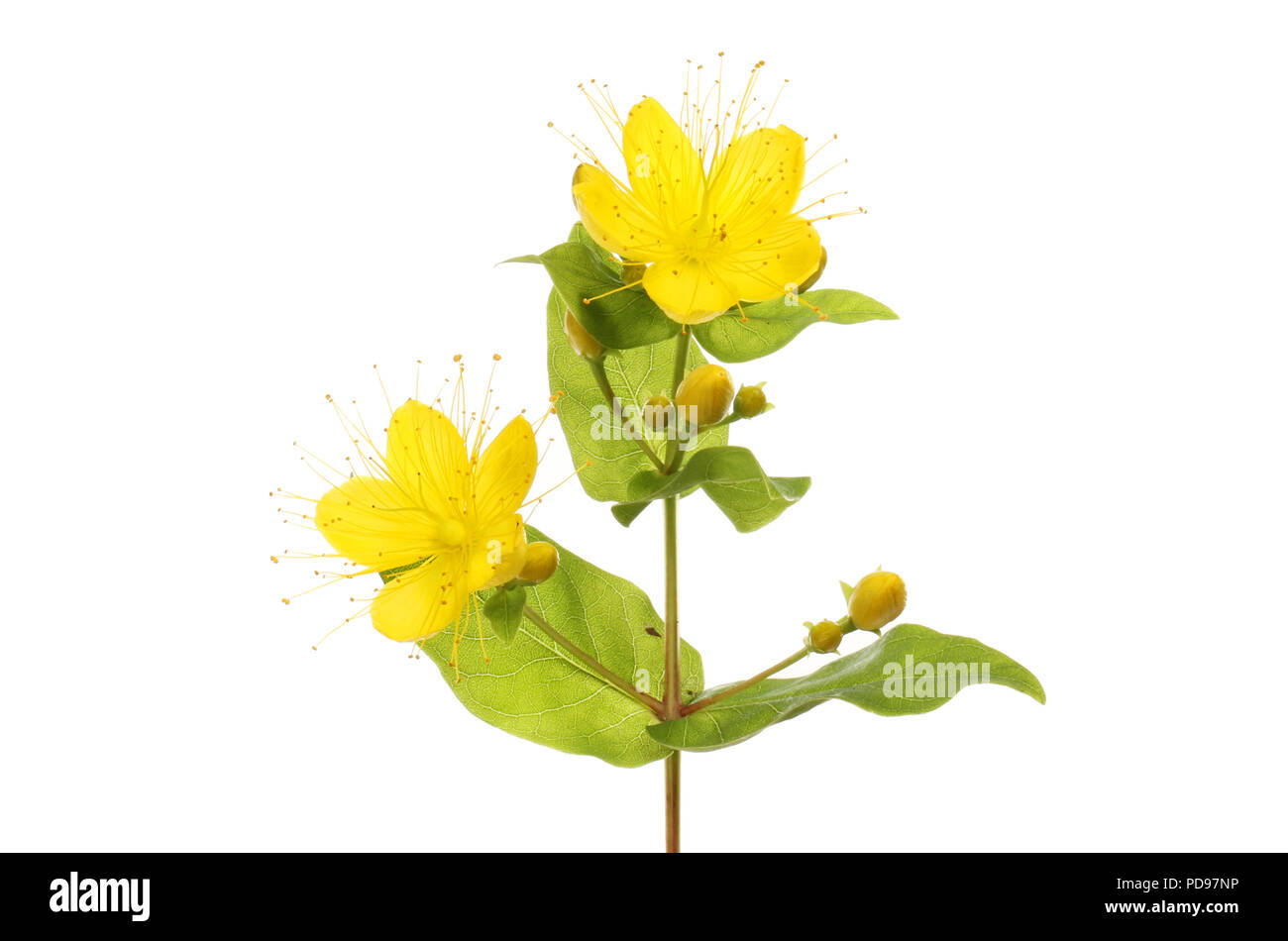 Perforate st johns wort Cut Out Stock Images & Pictures - Alamy