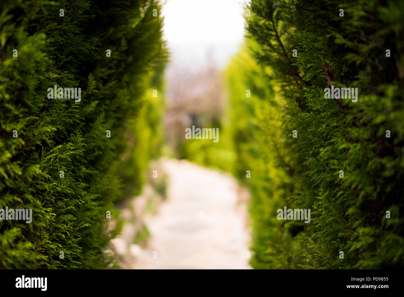Spacing Between Trees High Resolution Stock Photography and Images - Alamy