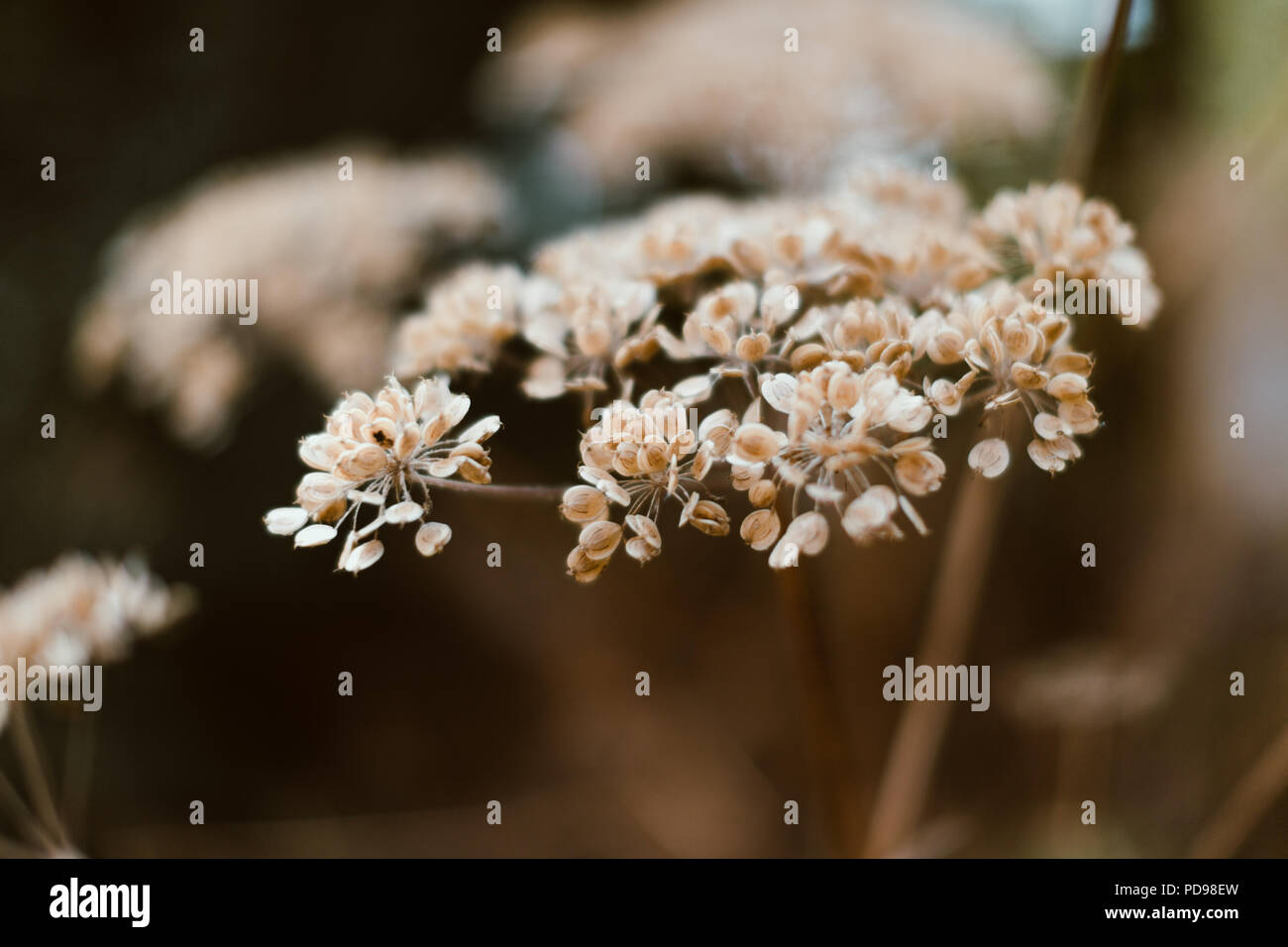 Dried cow parsley hi-res stock photography and images - Alamy