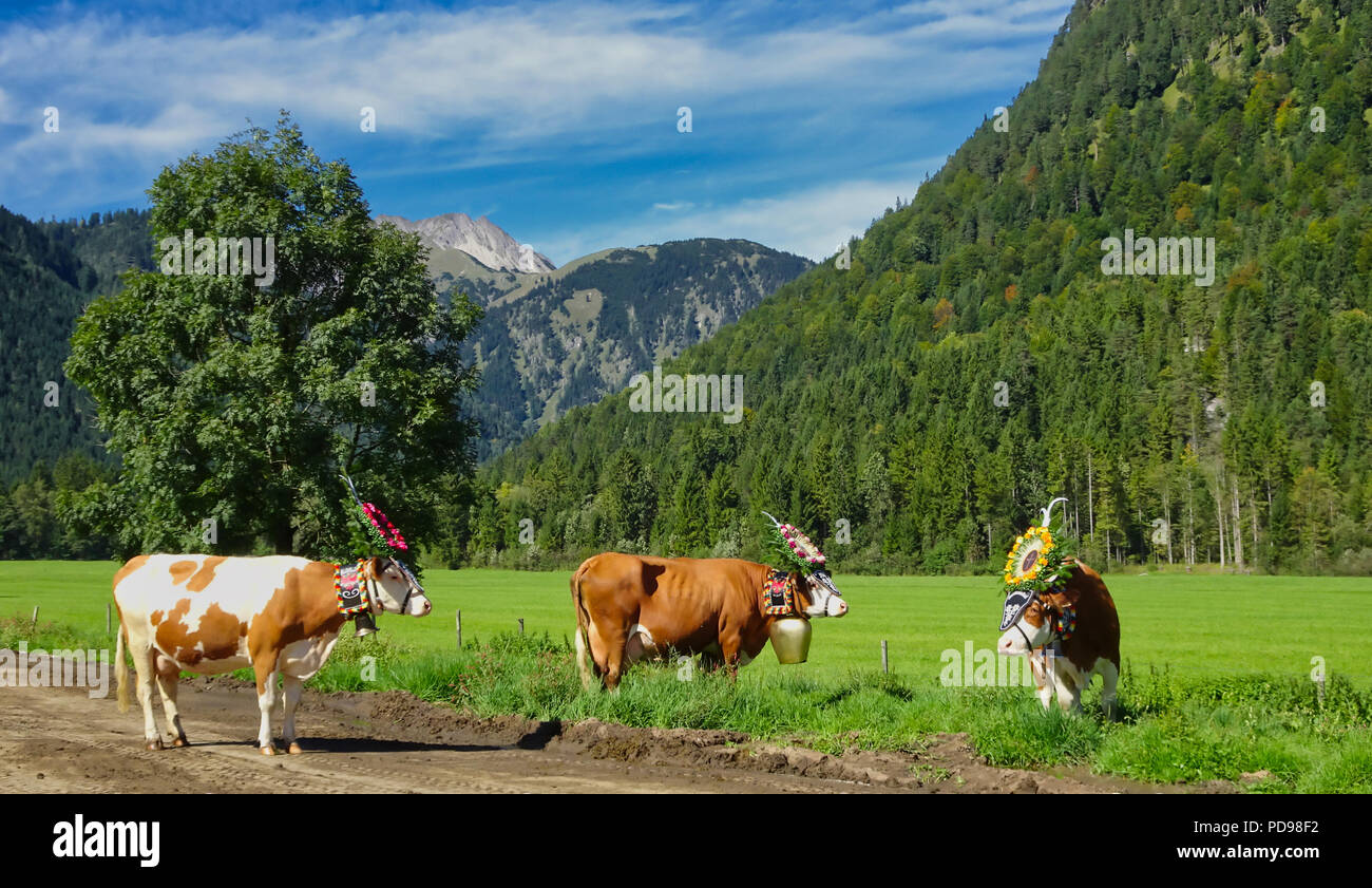 Cows with bells hi-res stock photography and images - Alamy