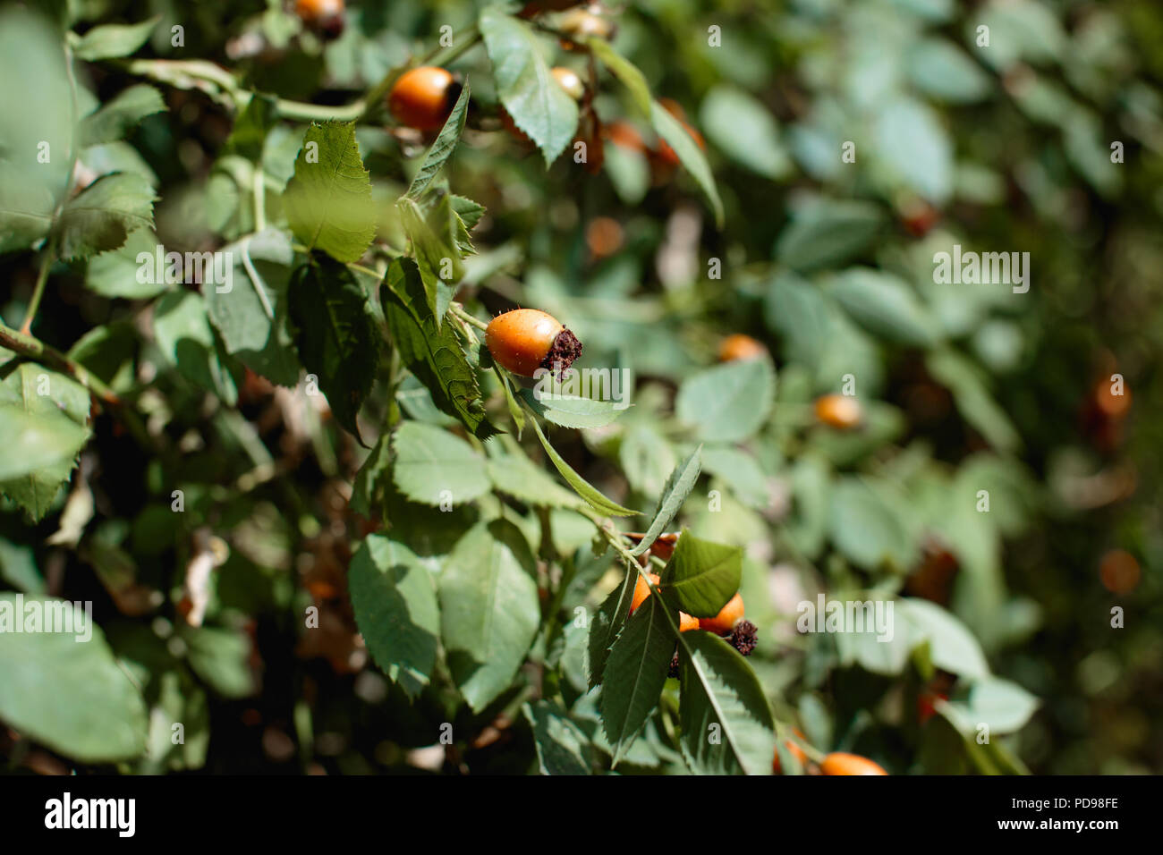Rose with edible hips hi-res stock photography and images - Alamy