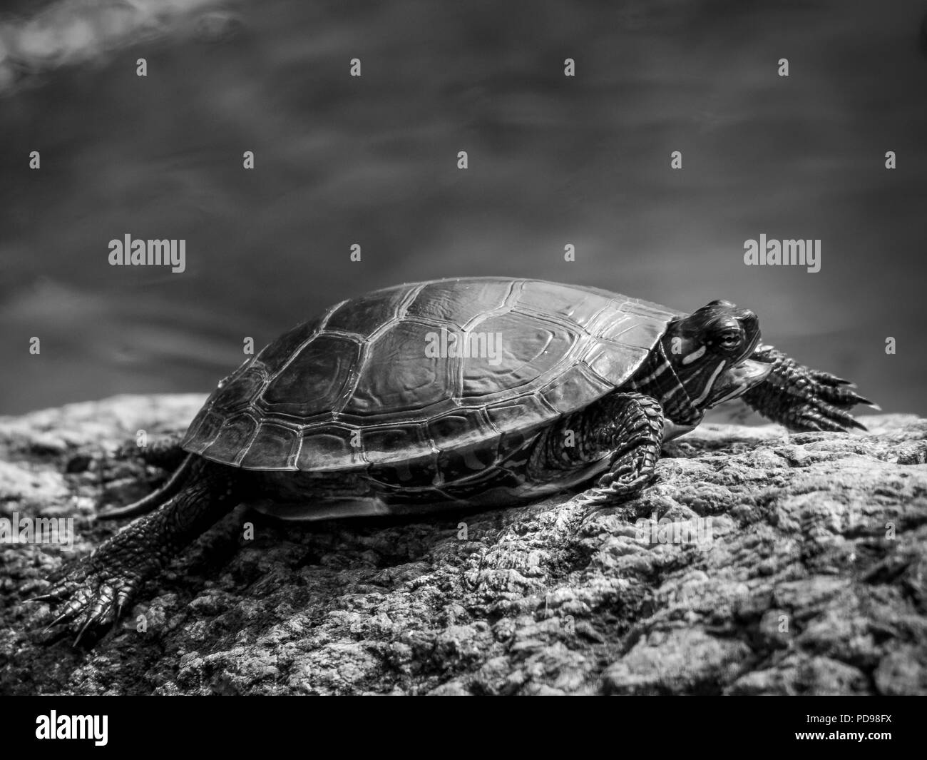 Little turtle Black and White Stock Photos & Images - Alamy