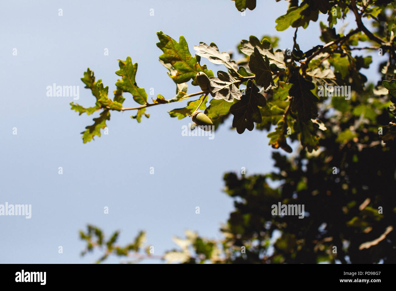 Acorns growing on oak tree hi-res stock photography and images - Alamy