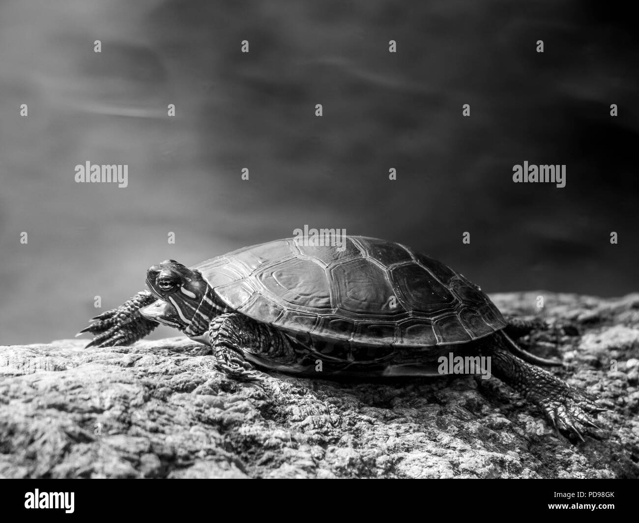 Cute Turtle Black and White Stock Photos & Images - Alamy