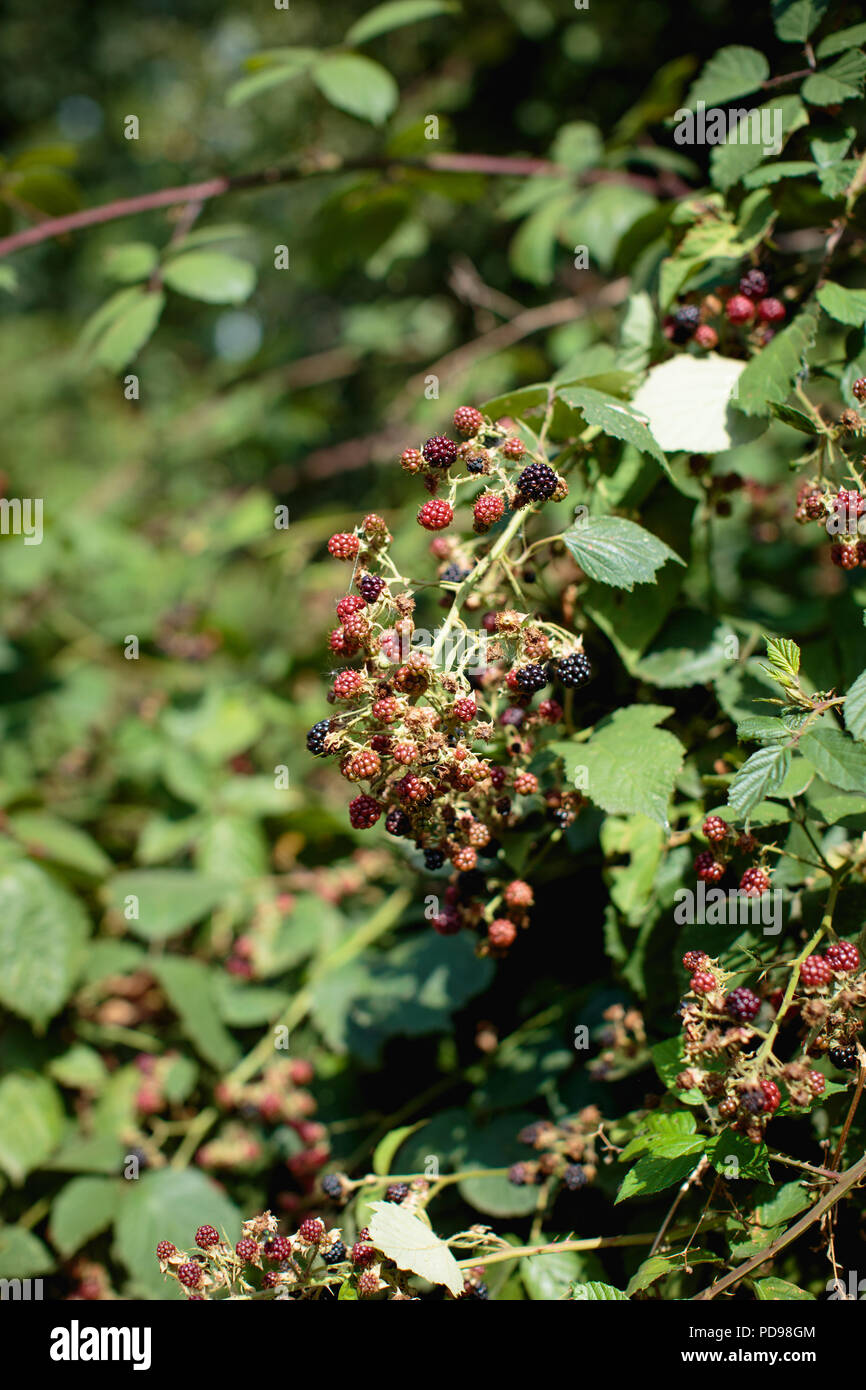 Blackberry bushes with lots of ripe fruit, green leaves and brambles in ...