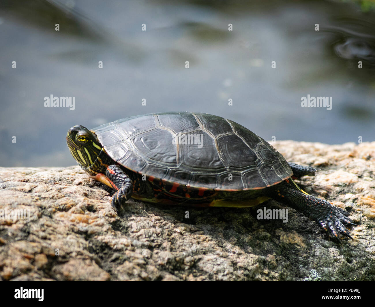 Little turtle flower hi-res stock photography and images - Alamy