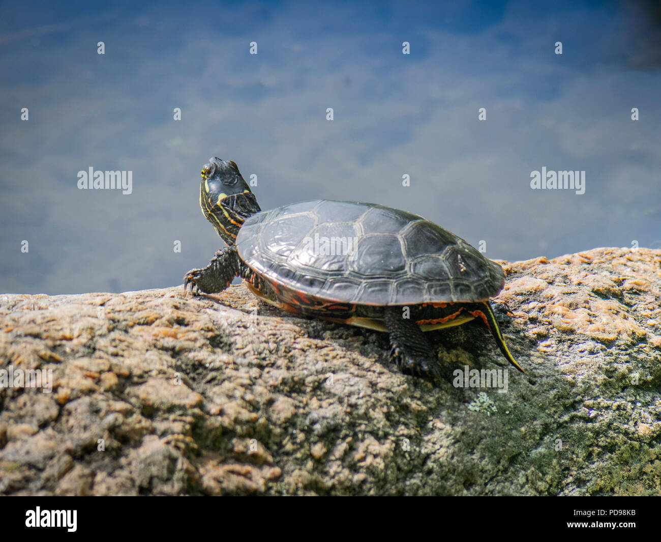 Cute little turtle on wood near water Stock Photo - Alamy