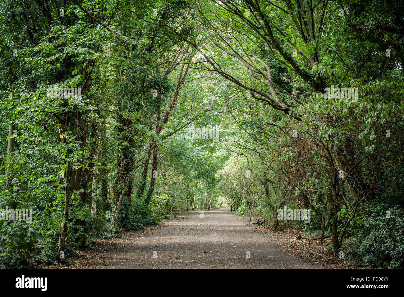 The Parkland Walk is a tree-lined walk along an old railway line ...