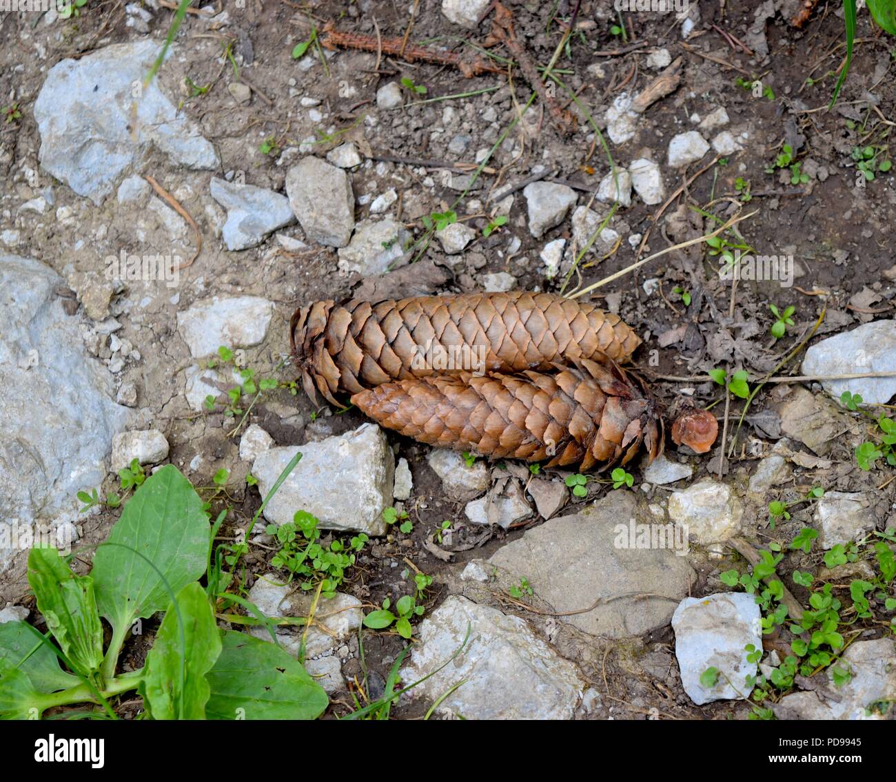 Beautiful cones in forest hi-res stock photography and images - Alamy