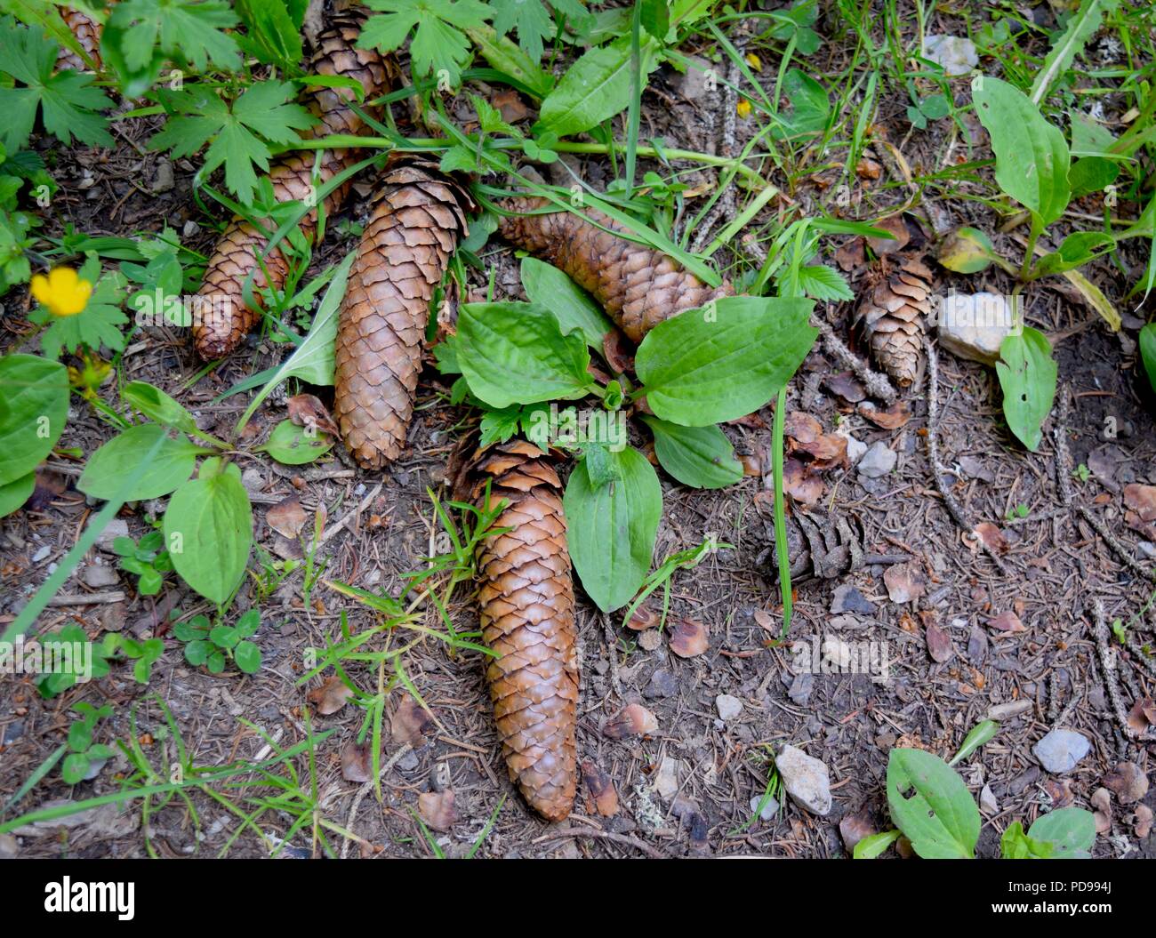 Beautiful cones in forest hi-res stock photography and images - Alamy