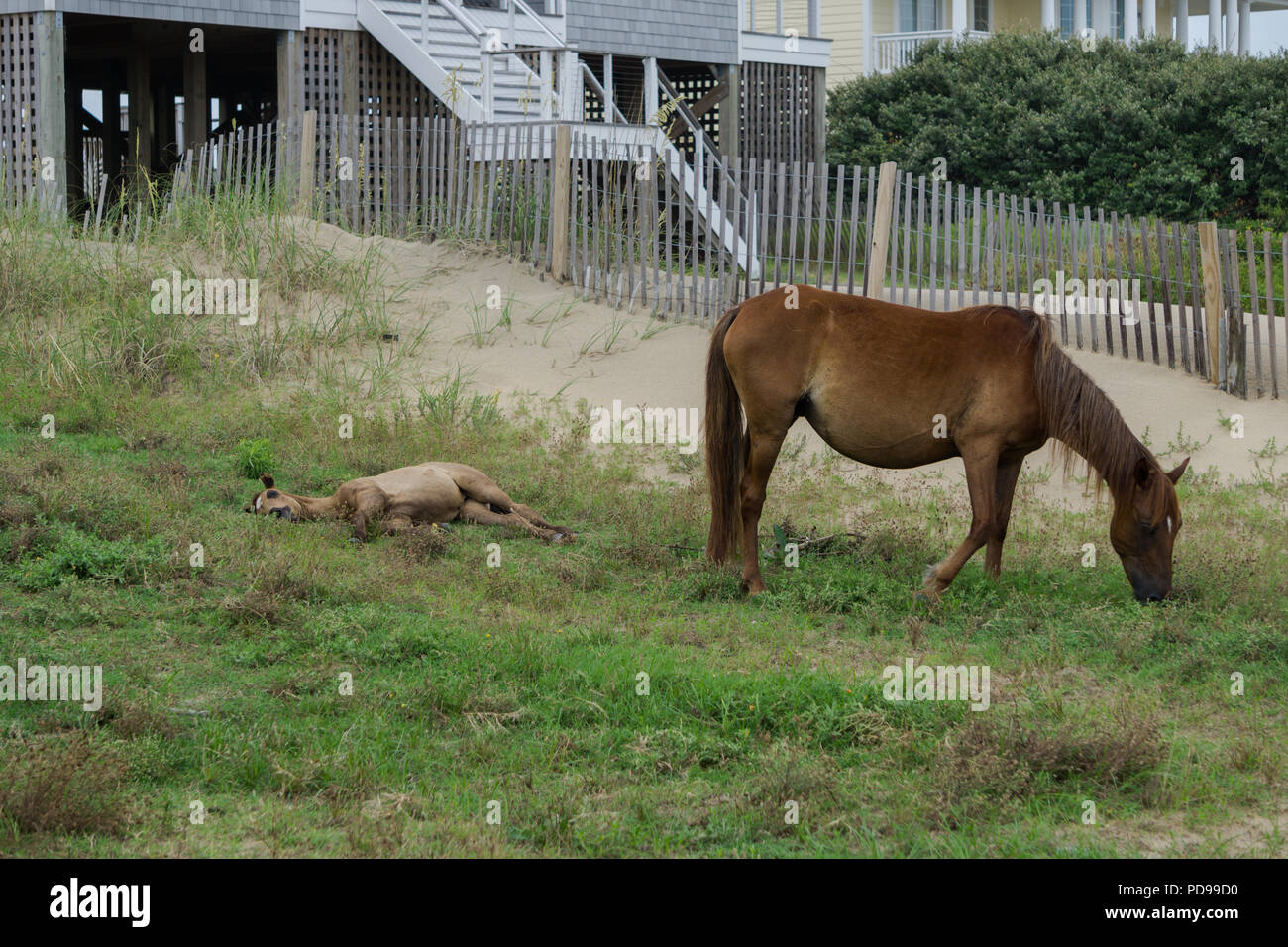 Pony blue mustang hi-res stock photography and images - Alamy