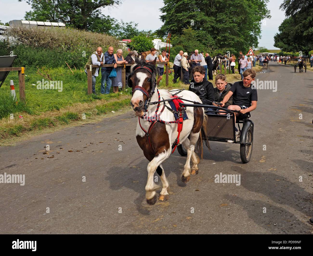 Horse and trap racing up Fair Hill at the annual Appleby Horse Fair ...
