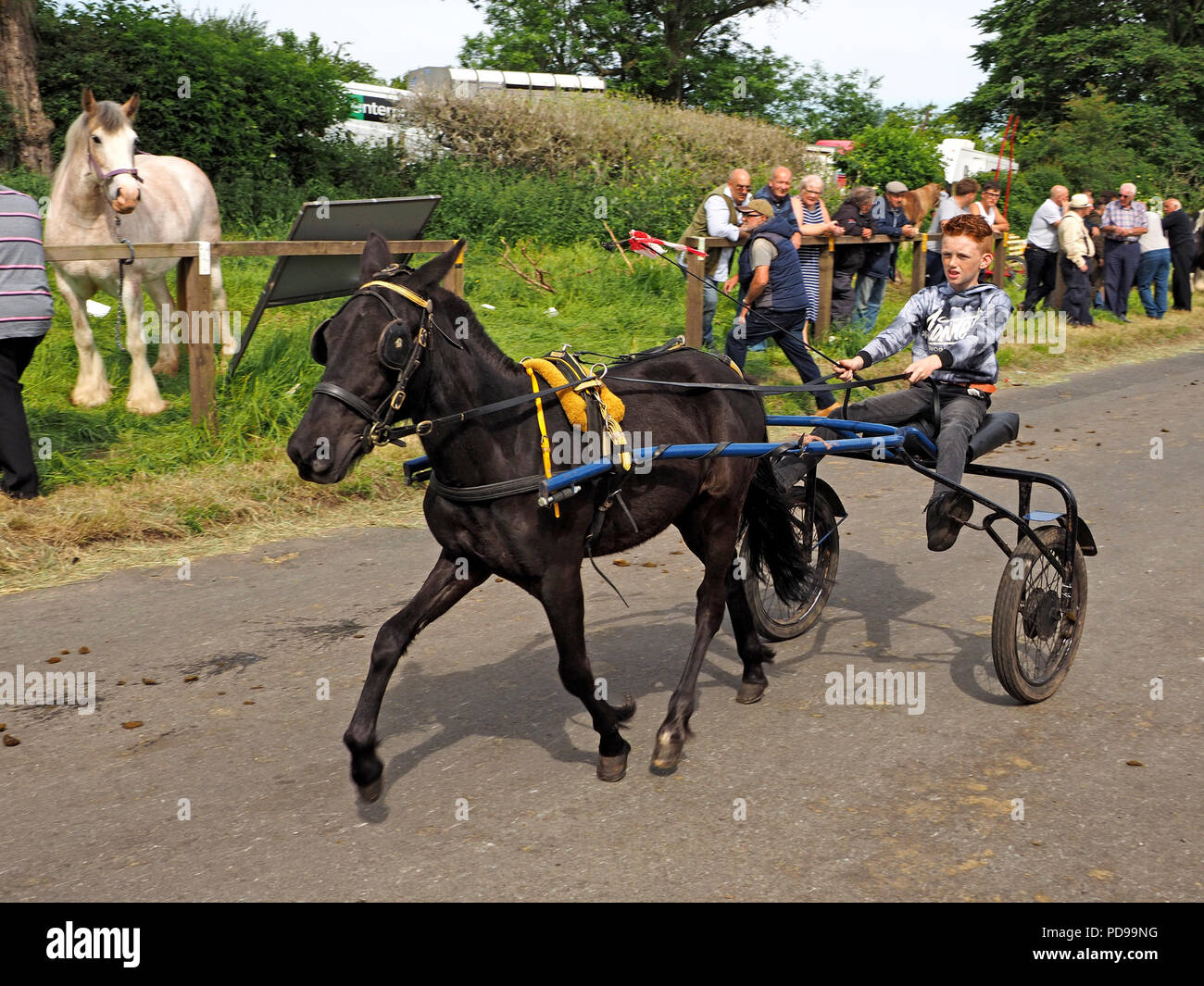 Horse and trap racing up Fair Hill at the annual Appleby Horse Fair ...