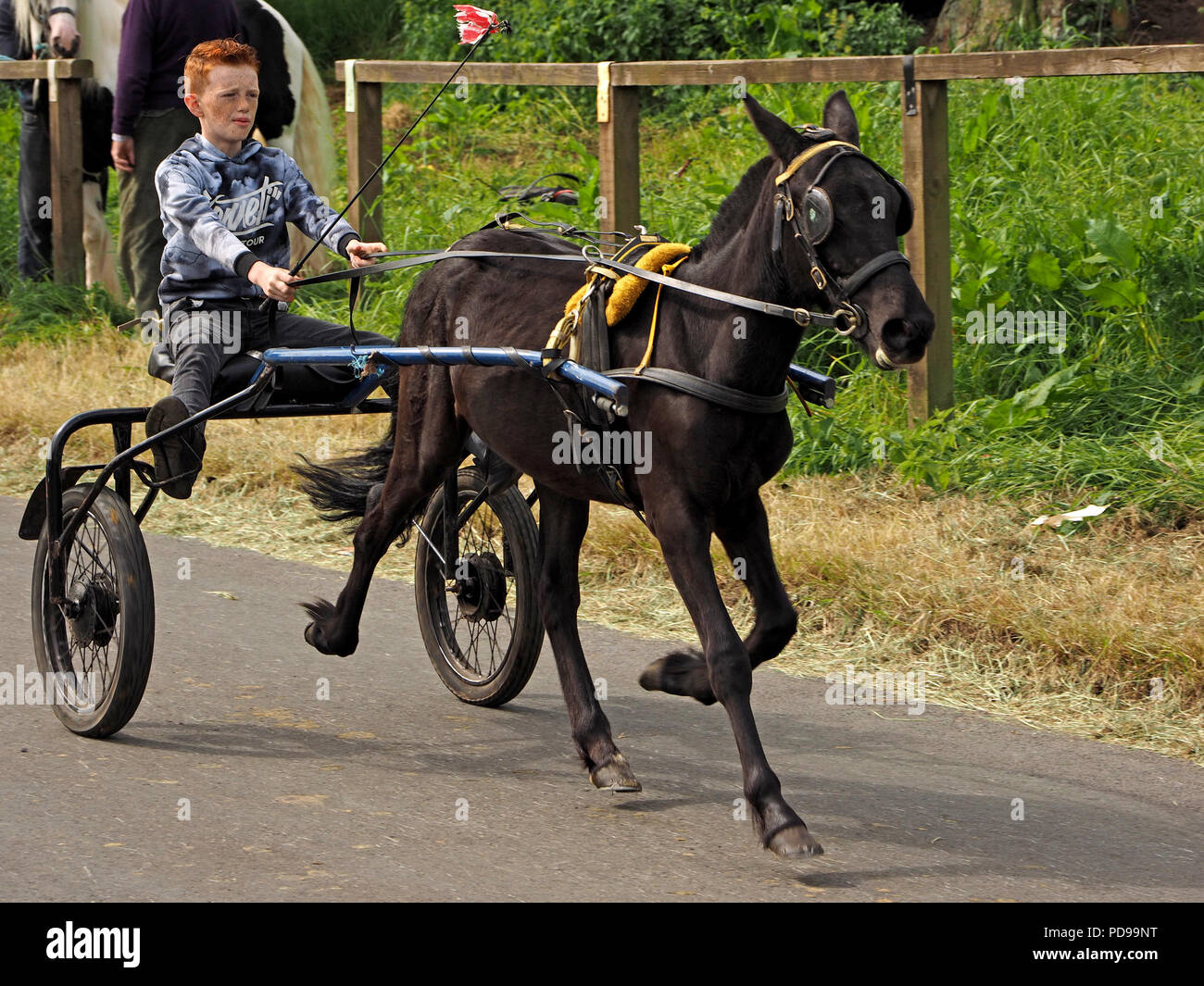 Horse fly trap hi-res stock photography and images - Alamy