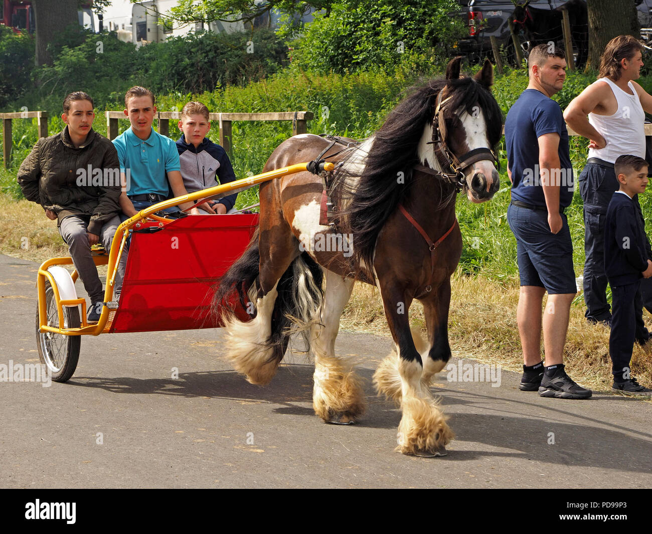 Horse and trap racing up Fair Hill at the annual Appleby Horse Fair ...