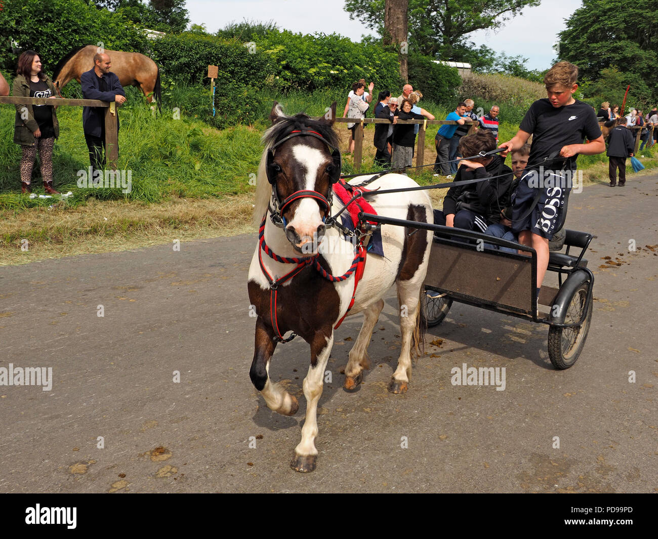 Horse and trap racing up Fair Hill at the annual Appleby Horse Fair ...