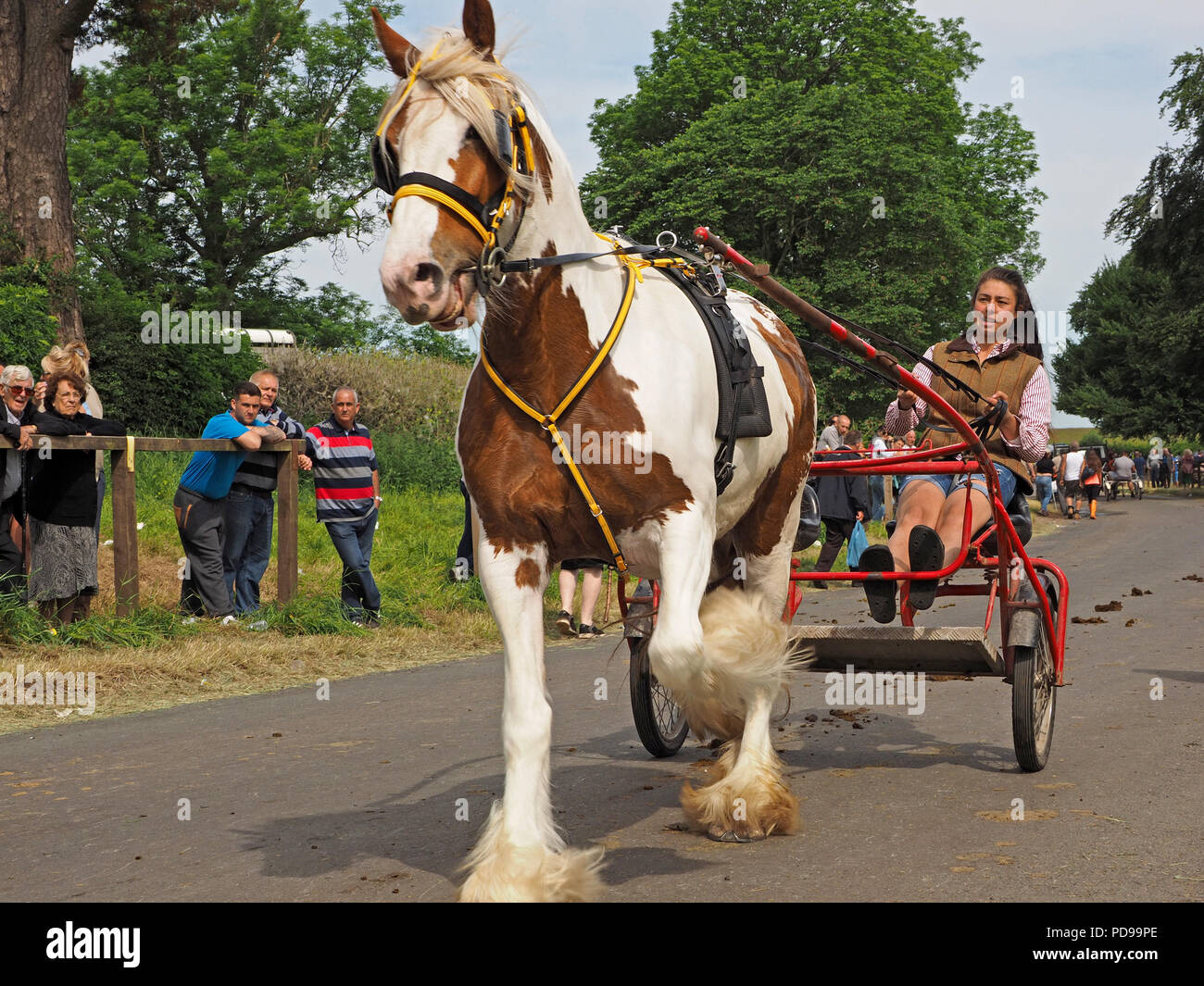 Horse and trap racing up Fair Hill at the annual Appleby Horse Fair ...