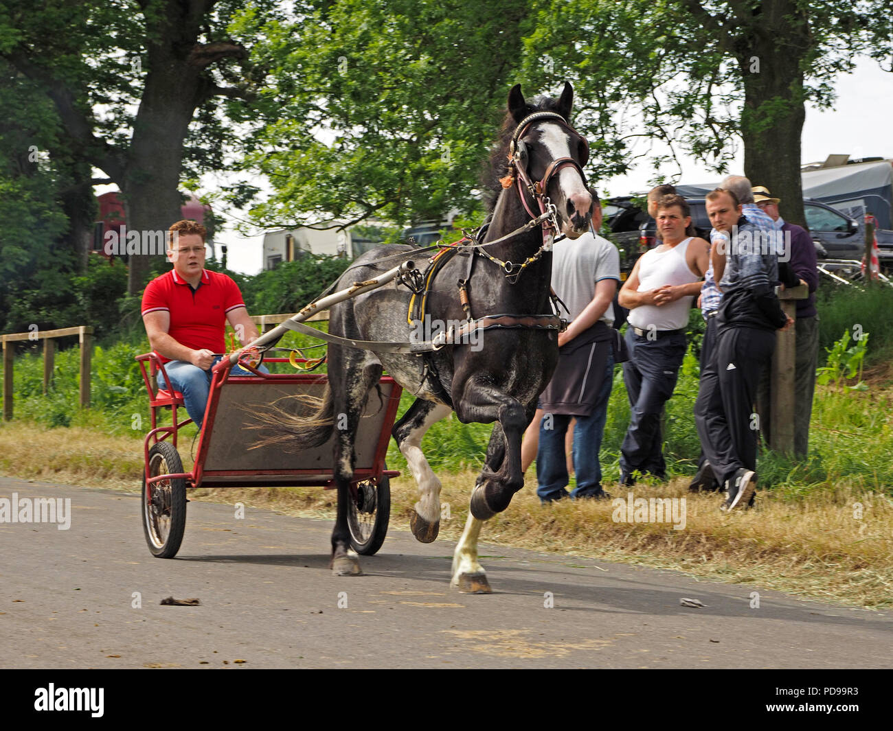 Horse and trap racing up Fair Hill at the annual Appleby Horse Fair ...