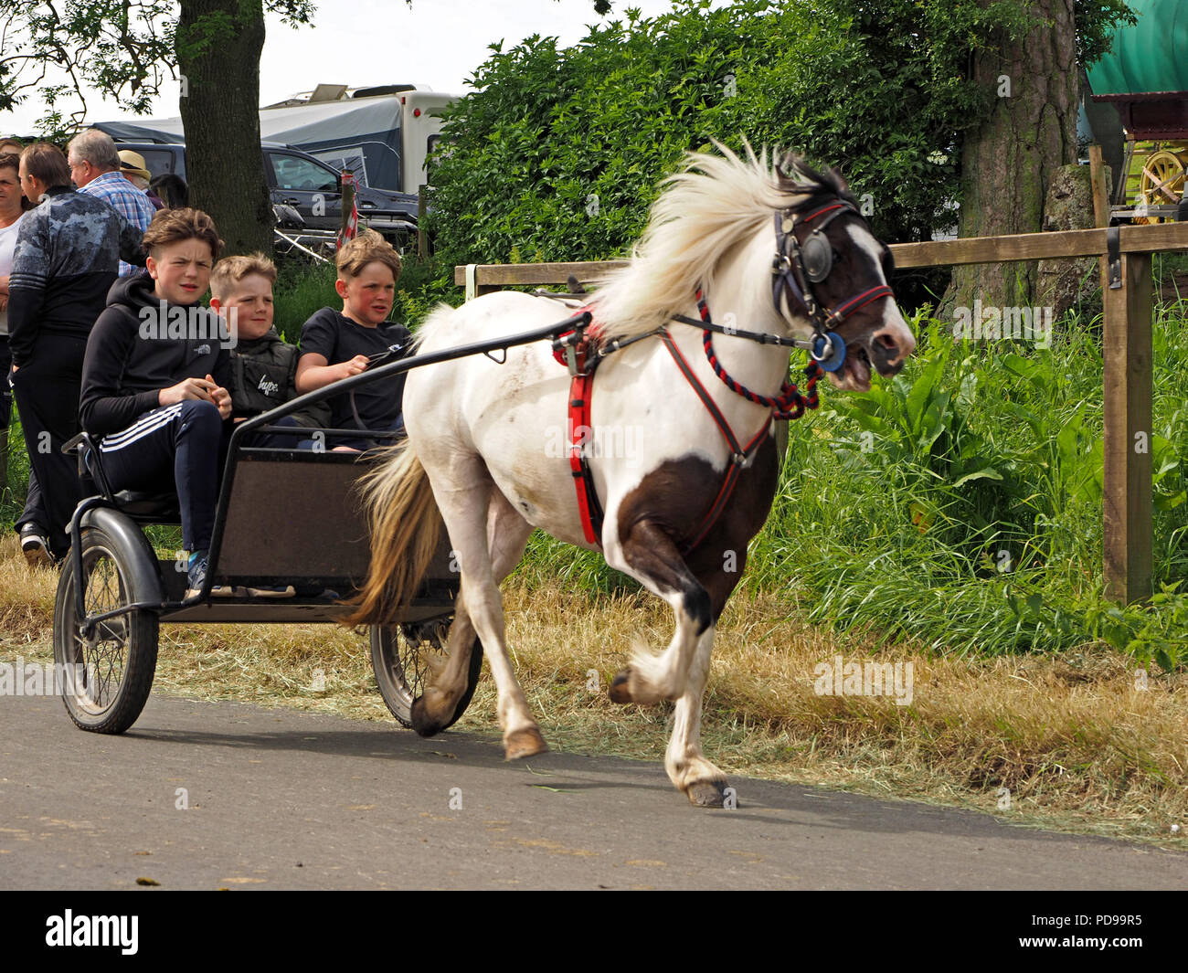 Horse and trap racing up Fair Hill at the annual Appleby Horse Fair ...