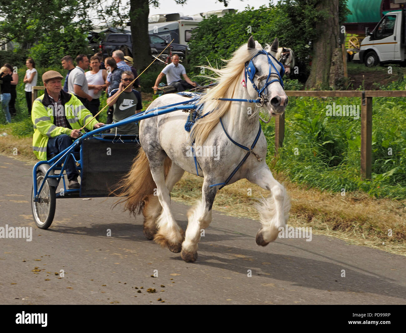 grey/white Horse and trap racing up Fair Hill at the annual Appleby ...