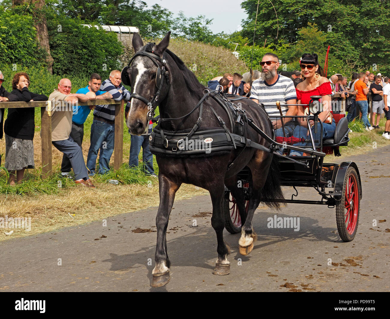 Horse and trap racing up Fair Hill at the annual Appleby Horse Fair ...