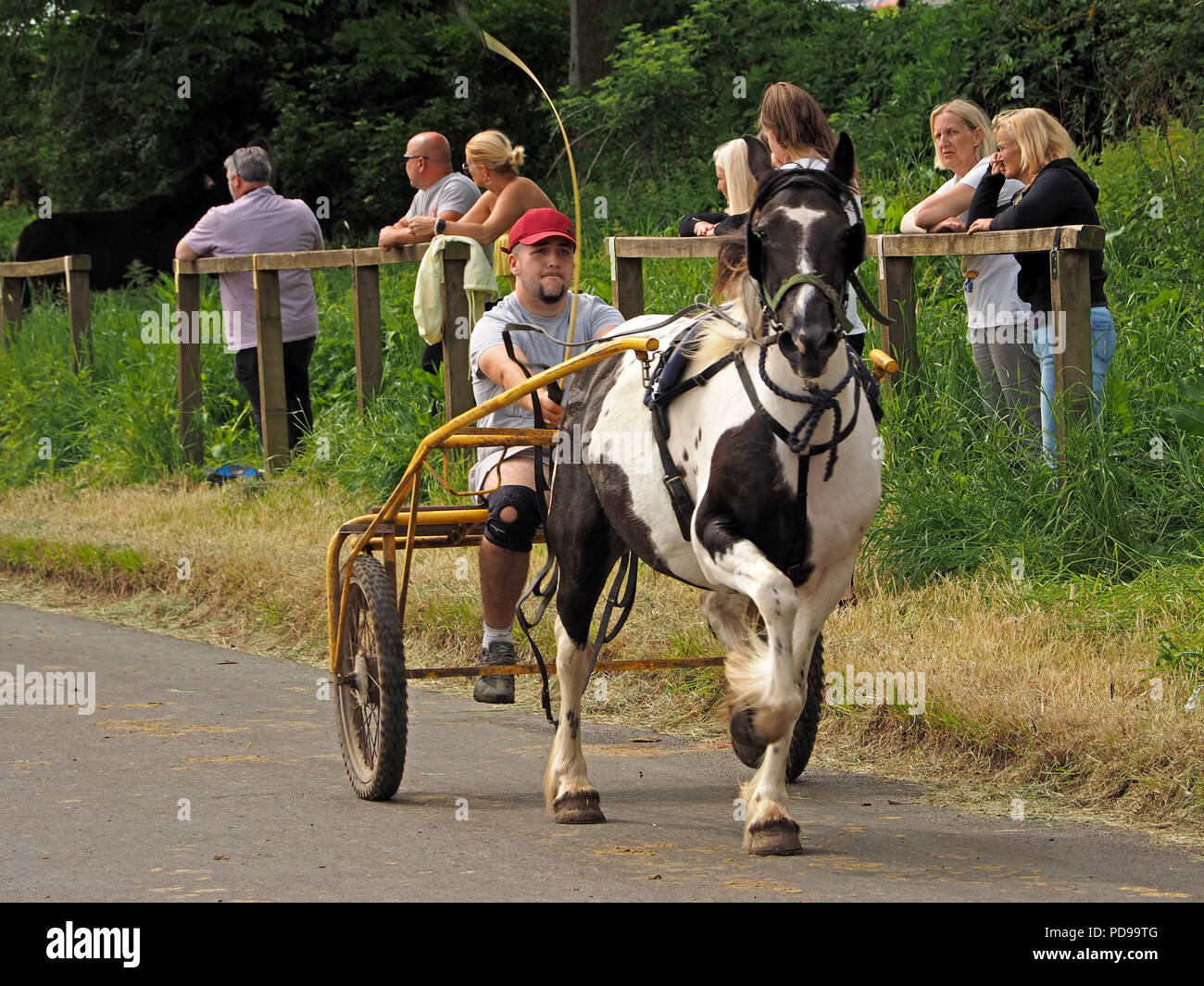 Gypsy trotting race gypsy horse hi-res stock photography and images - Alamy