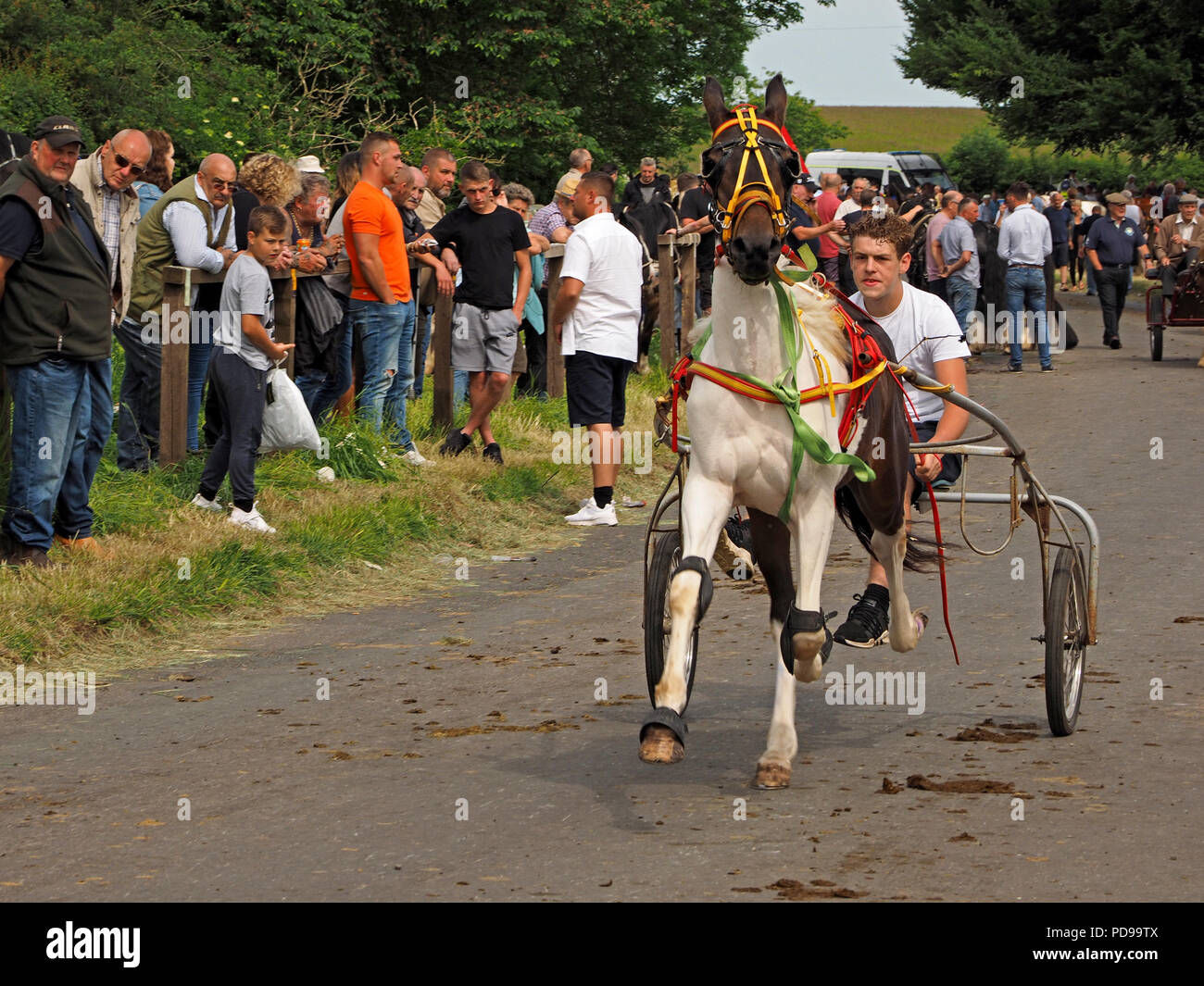 Horse and trap racing up Fair Hill among crowds at the annual Appleby ...