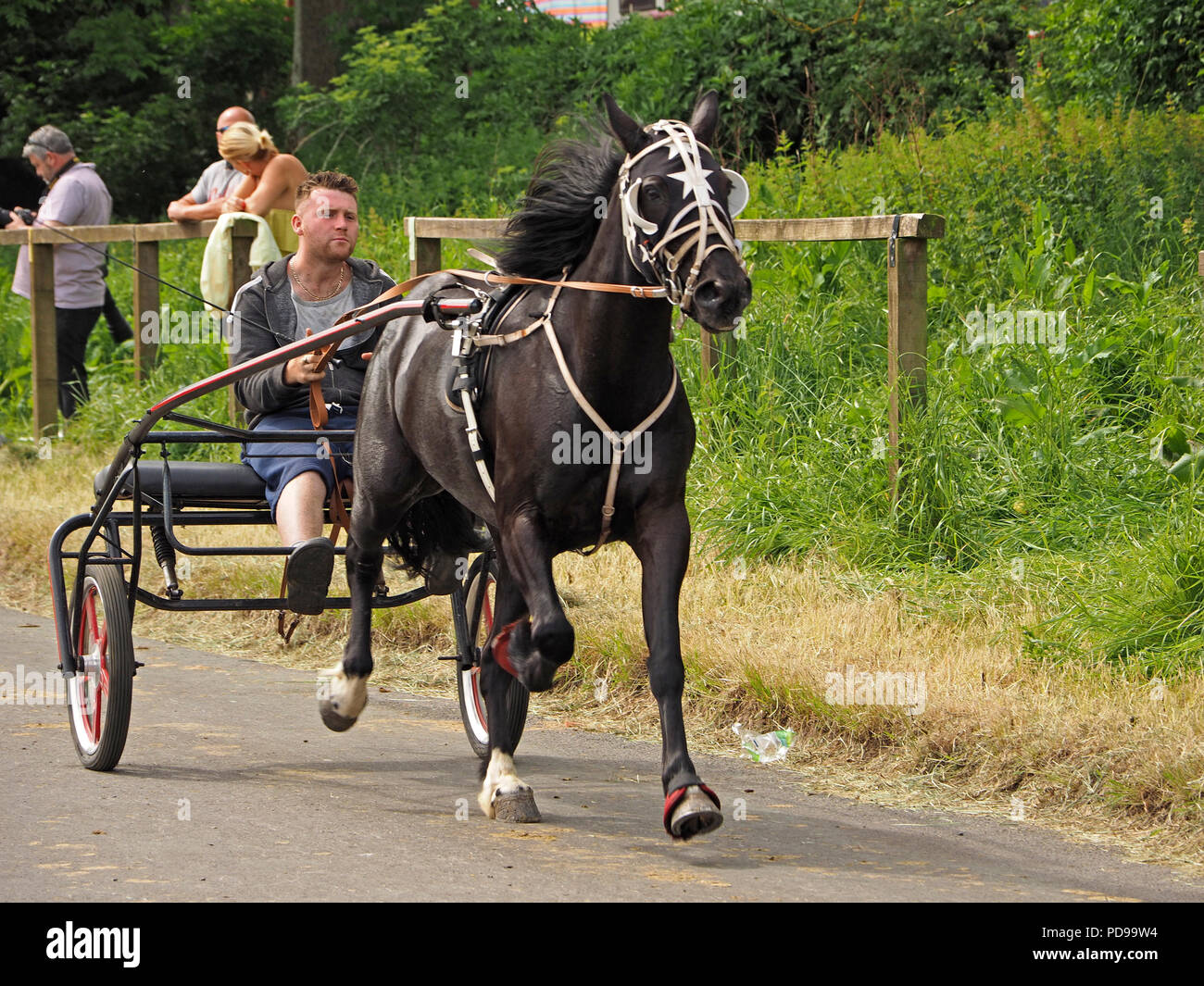 Horse and trap racing up Fair Hill at the annual Appleby Horse Fair ...