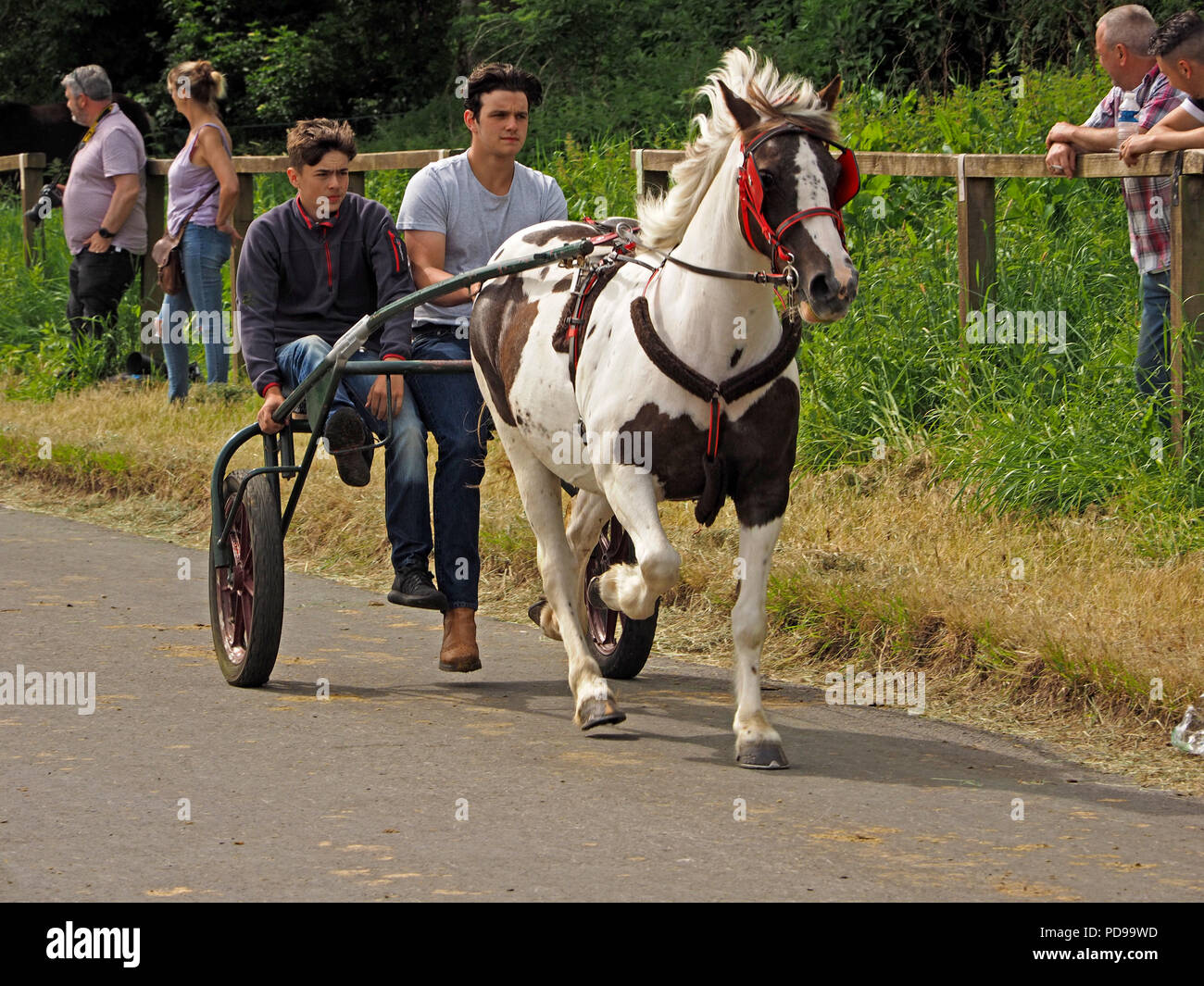 Gypsy trotting race gypsy horse hi-res stock photography and images - Alamy