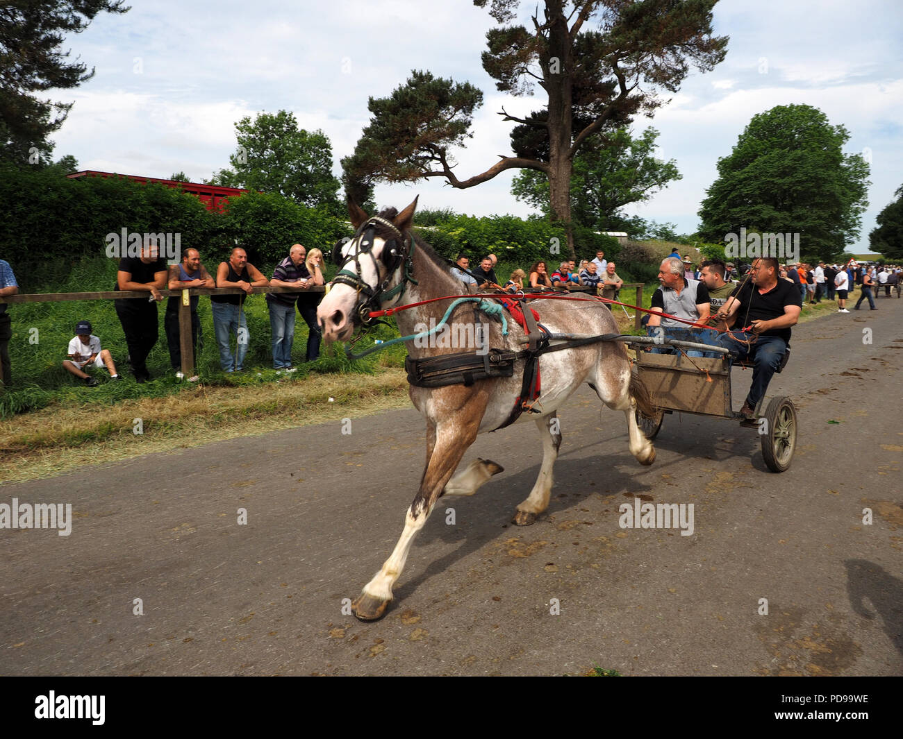Gypsy trotting race gypsy horse hi-res stock photography and images - Alamy